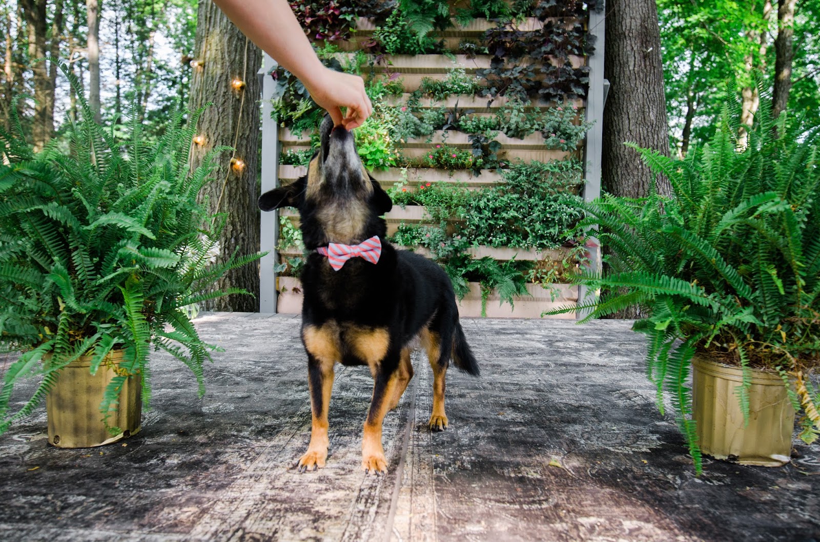 The Living Wall at Promise Ridge - Alisa Tongg, Celebrant